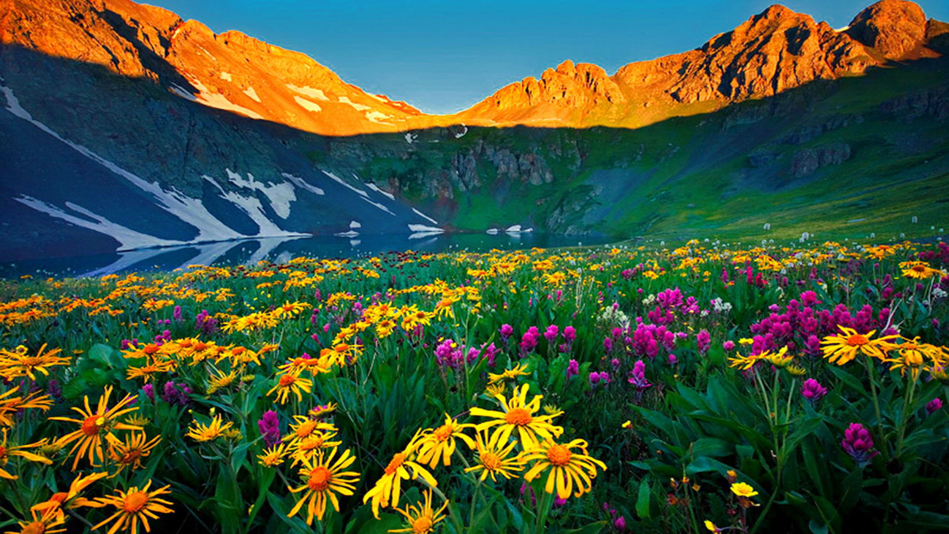 Wildflowers Colorado Alpine Flowers Rocky Mountains Nature - KDE Store