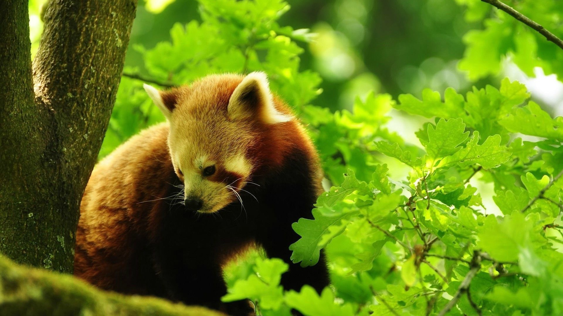 red panda - KDE Store