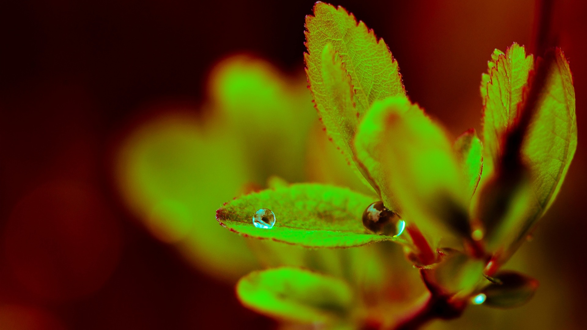water drop on green leaves - KDE Store