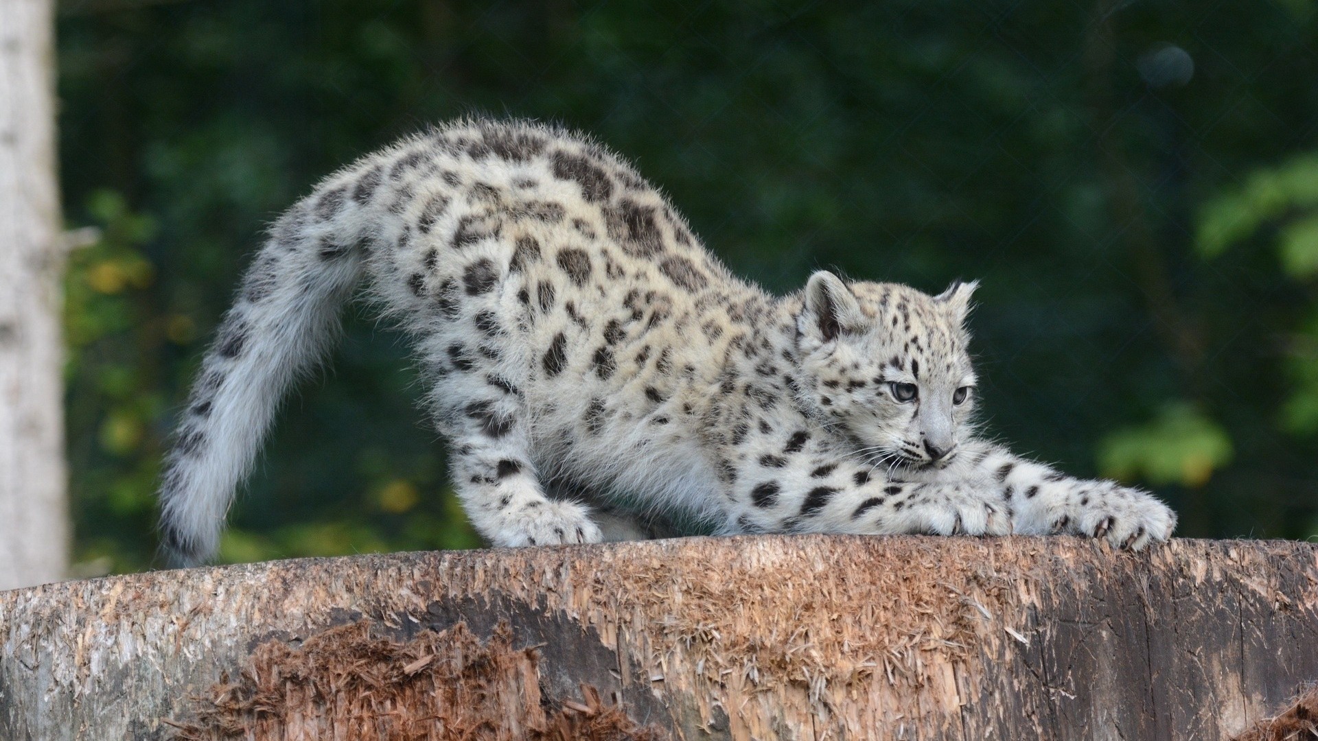 Snow Leopard Cubs Wallpaper