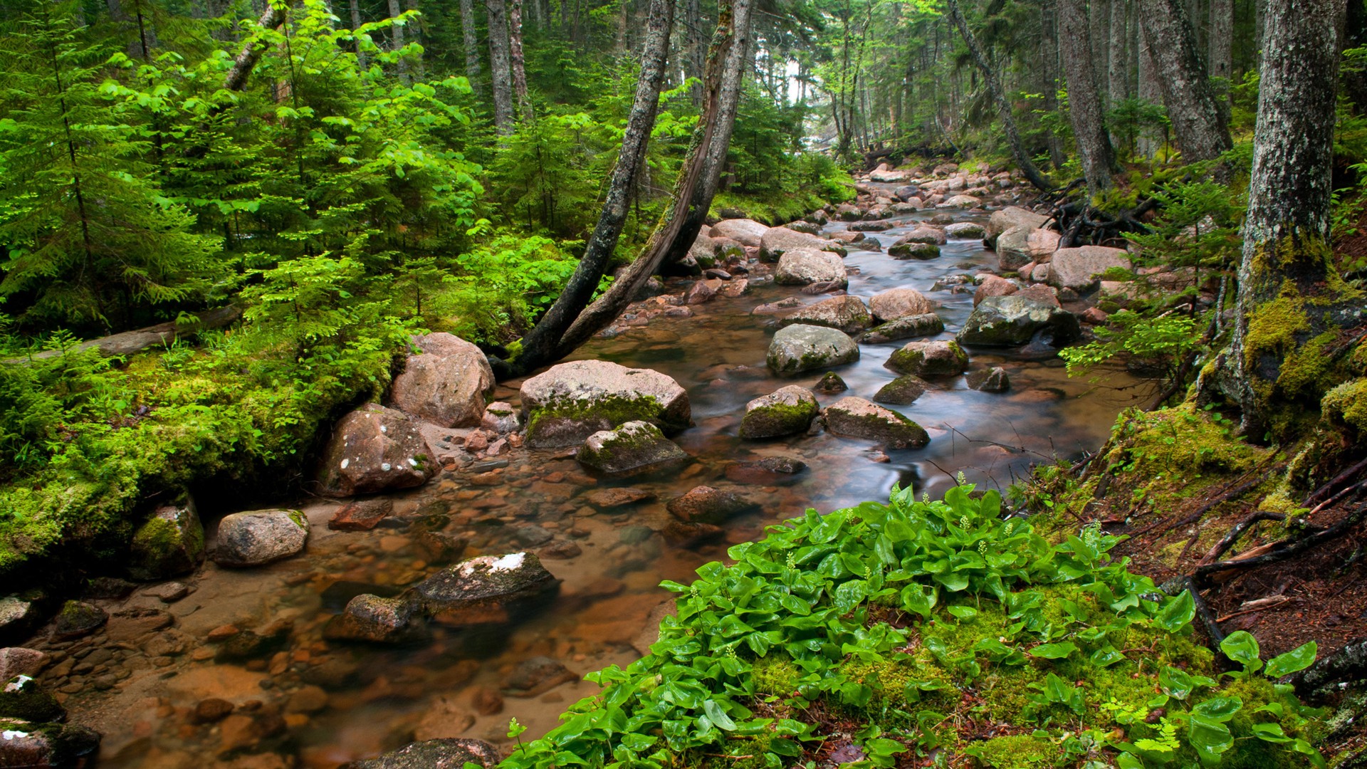 Small Nature Forest River With Clear Transparent Water - KDE Store