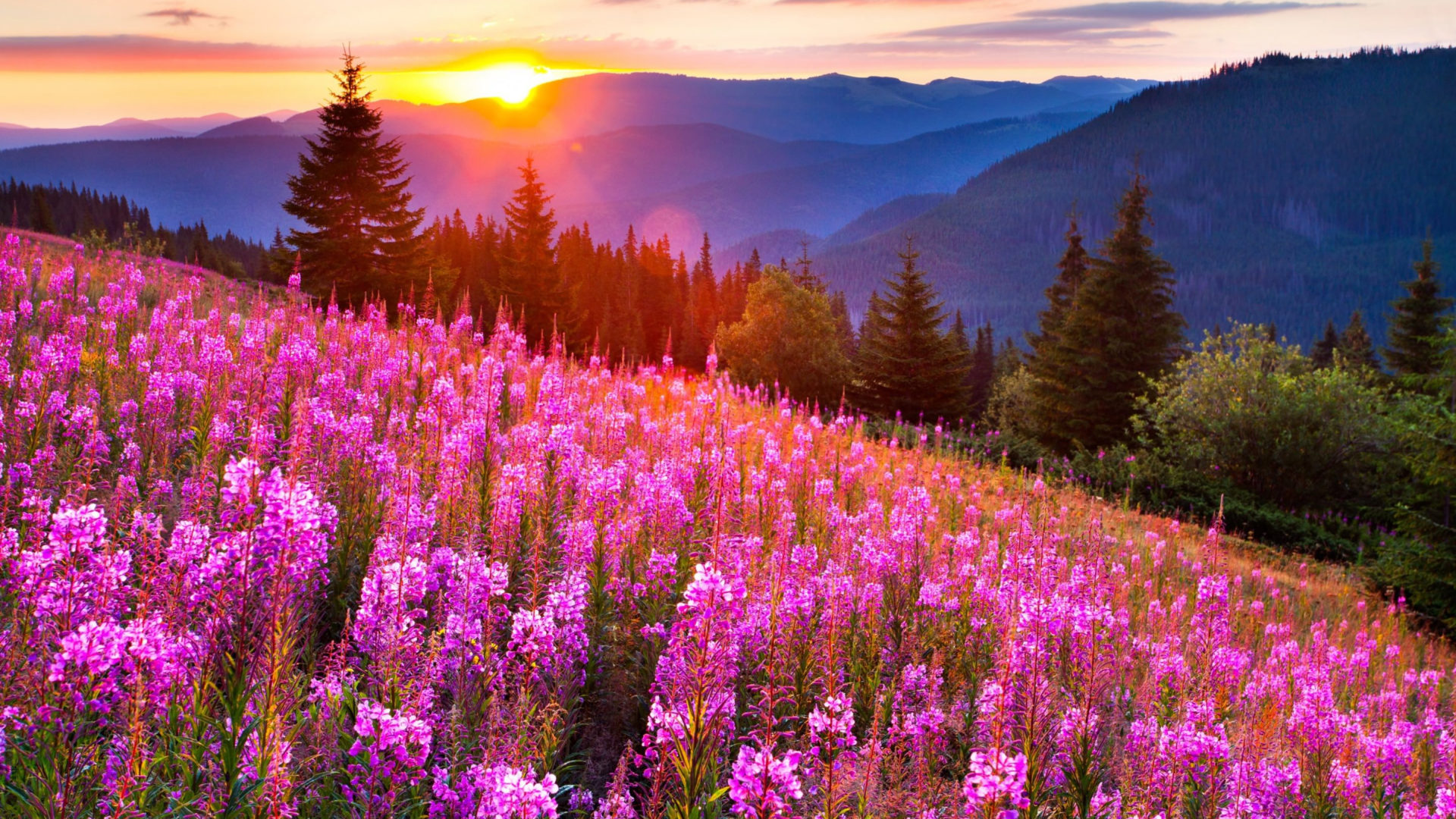 Pink Sunset Mountains