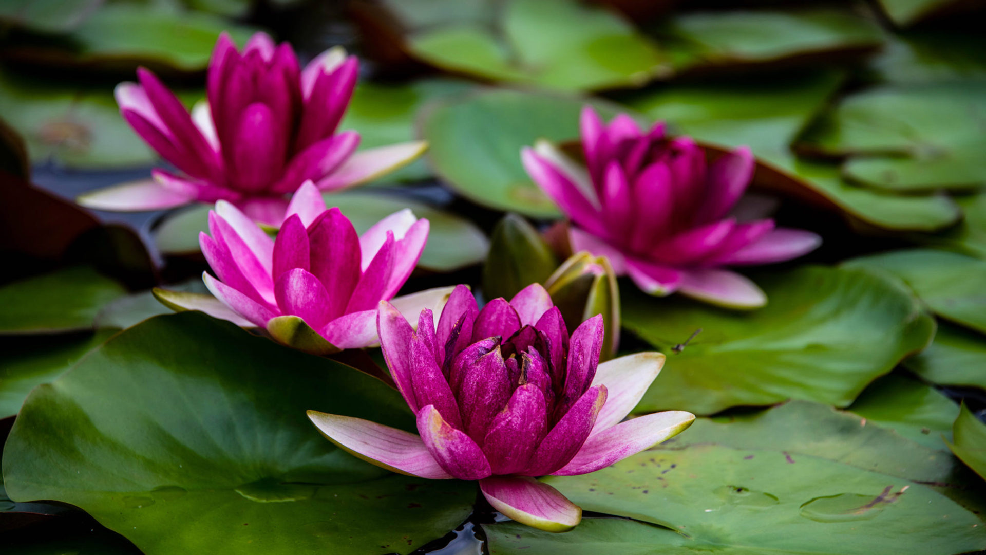 Hydrophytic Plants With Names