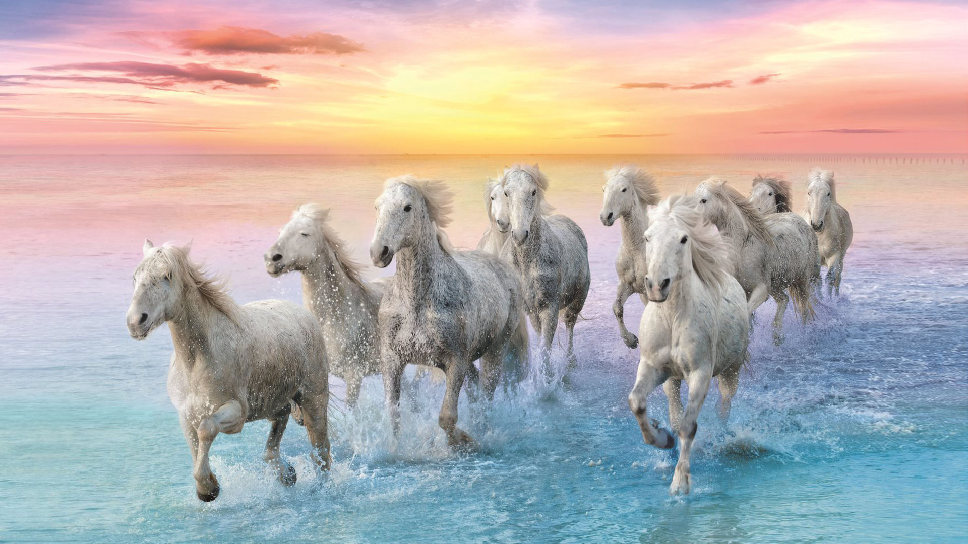White Horse in Galop Sunset Sandy Beach Ocean Water Waves - KDE Store
