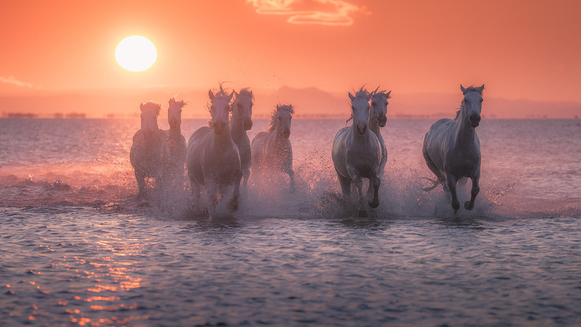 White Horses On Sunset Sea Waves Red Sky Beaches In Camargue - KDE Store
