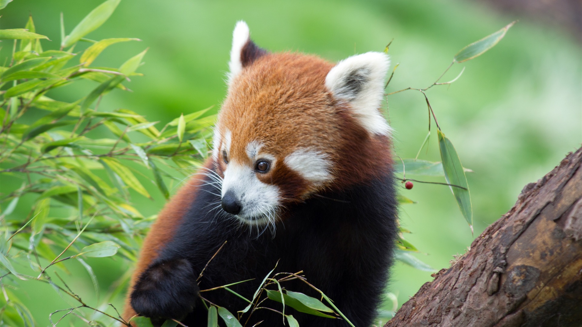 Red Panda Bamboo - KDE Store