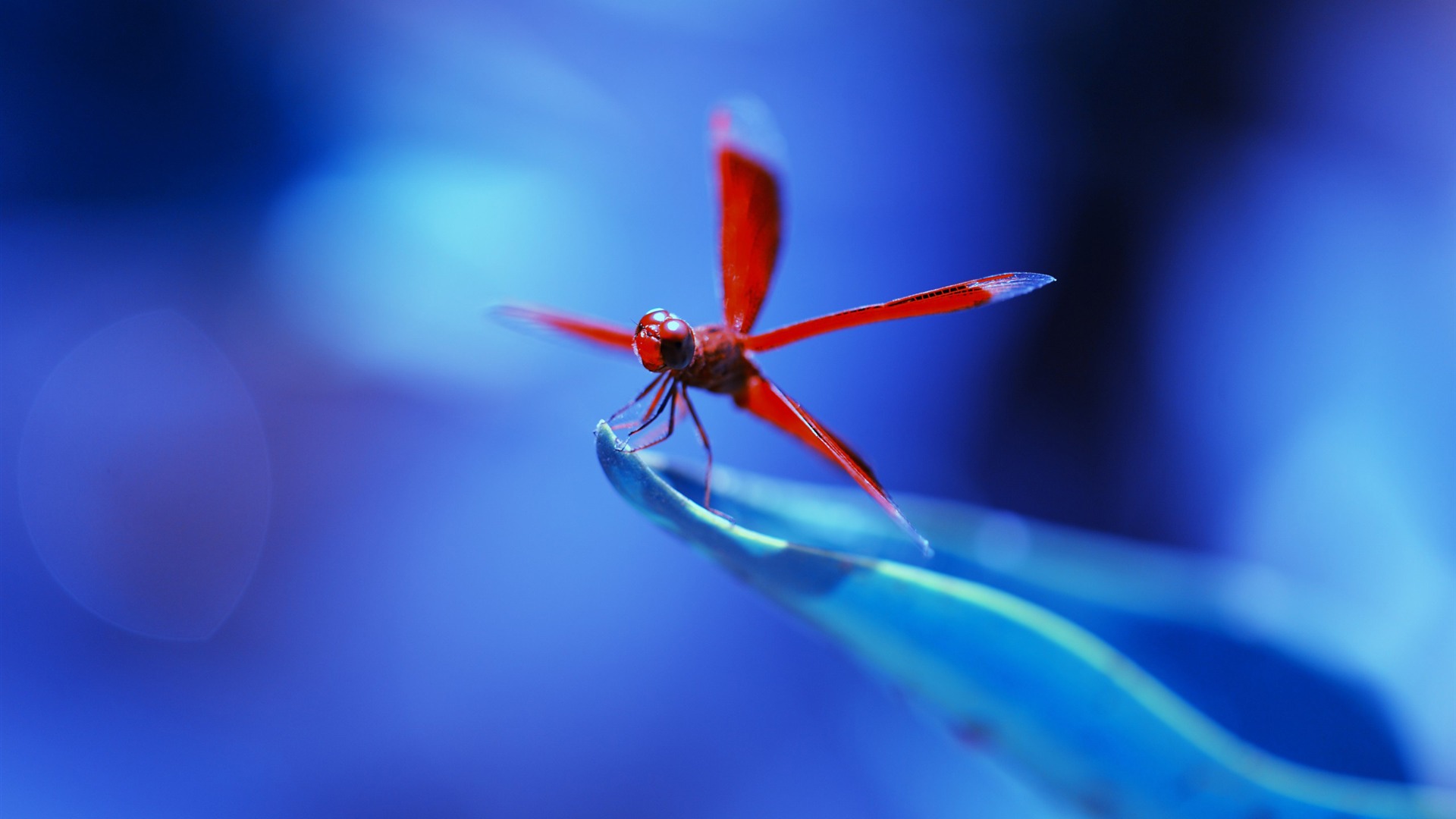 Red dragonfly insects Animal - KDE Store