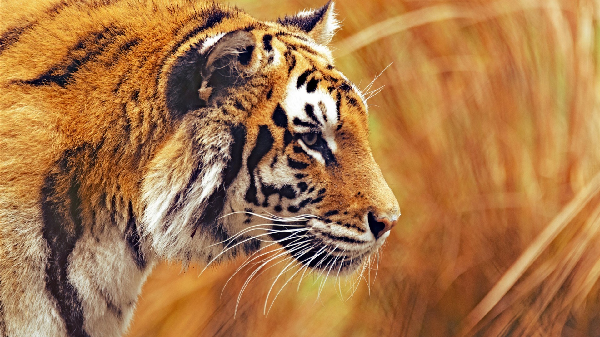Bengal tiger predator macro Animal - KDE Store