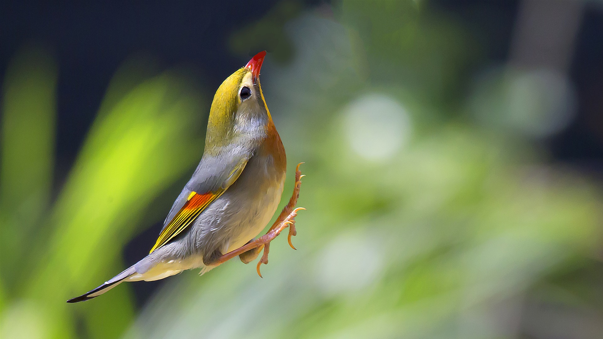 Silver eared Leiothrix cute bird - KDE Store