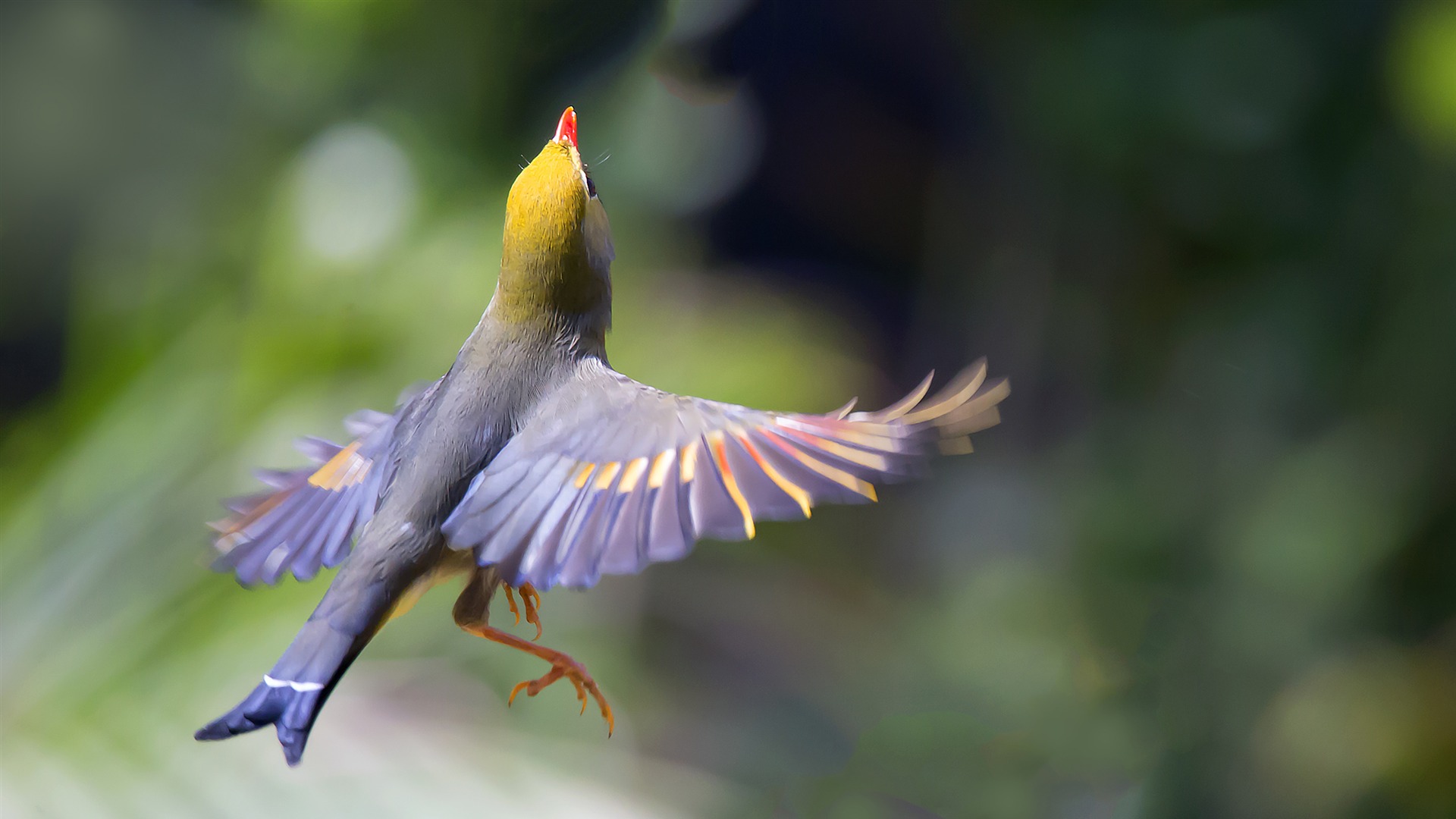 Silver eared Leiothrix cute bird - KDE Store