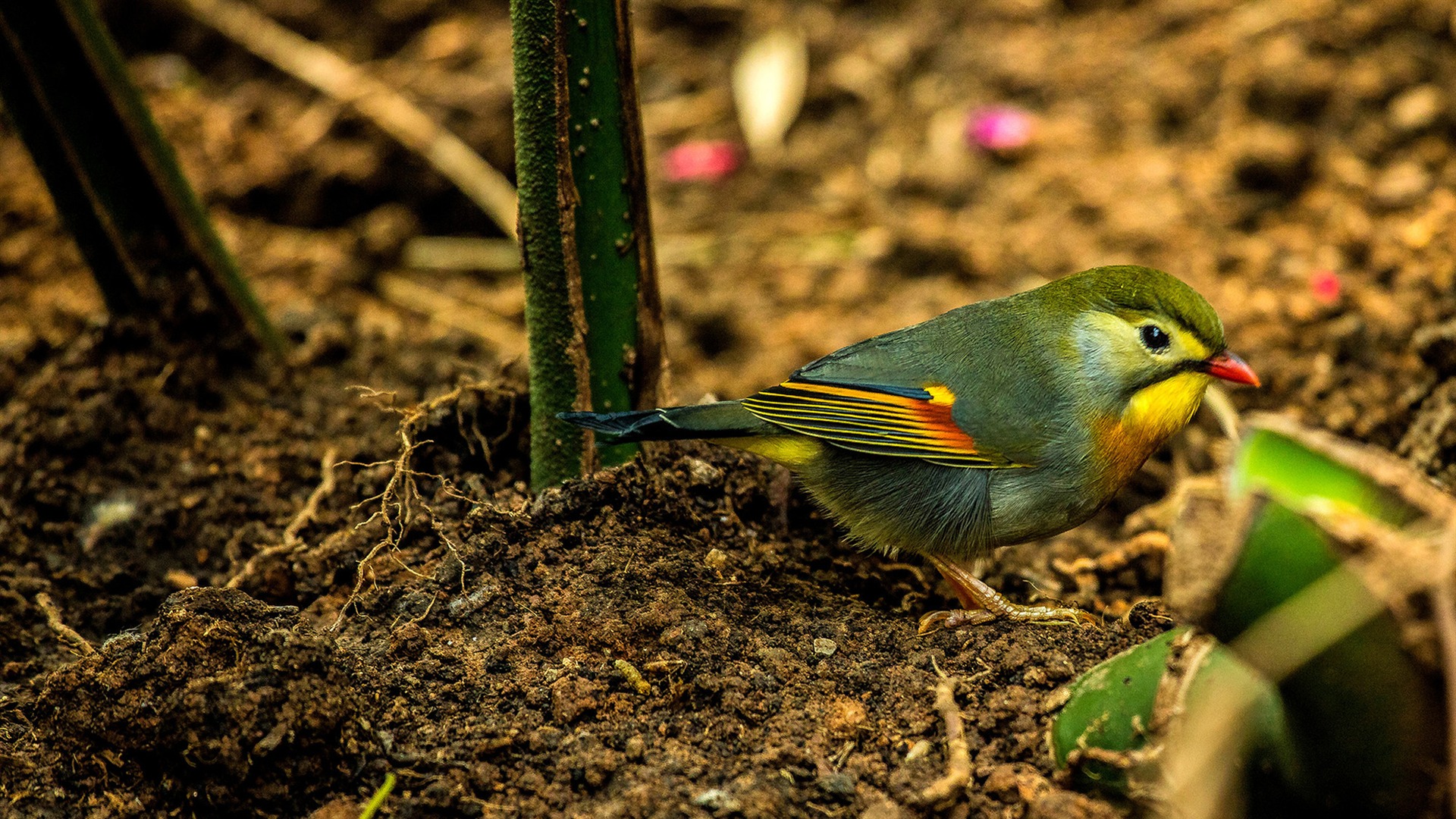 Silver eared Leiothrix cute bird wallpaper - KDE Store