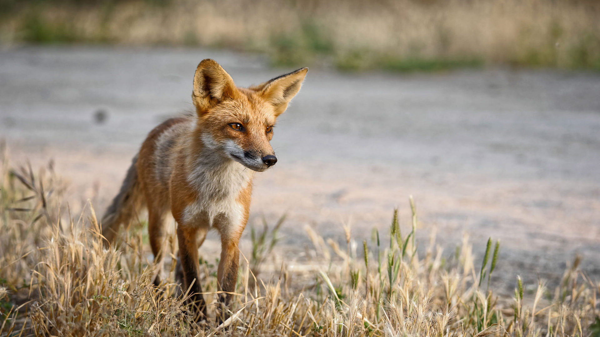 Vulpes Velox