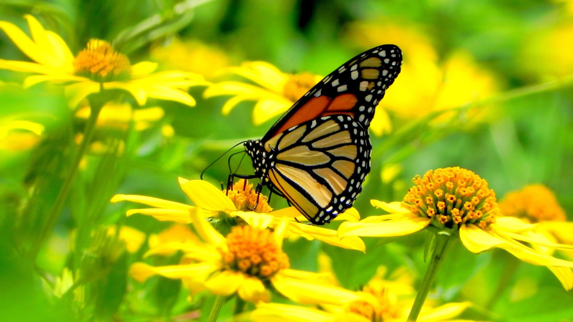Monarch Butterflies On Flowers Wallpaper