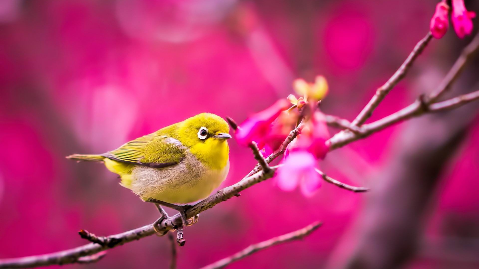 Spring Animal Wallpaper