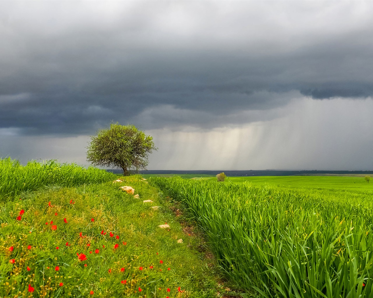 Wallpapers Simple Nature