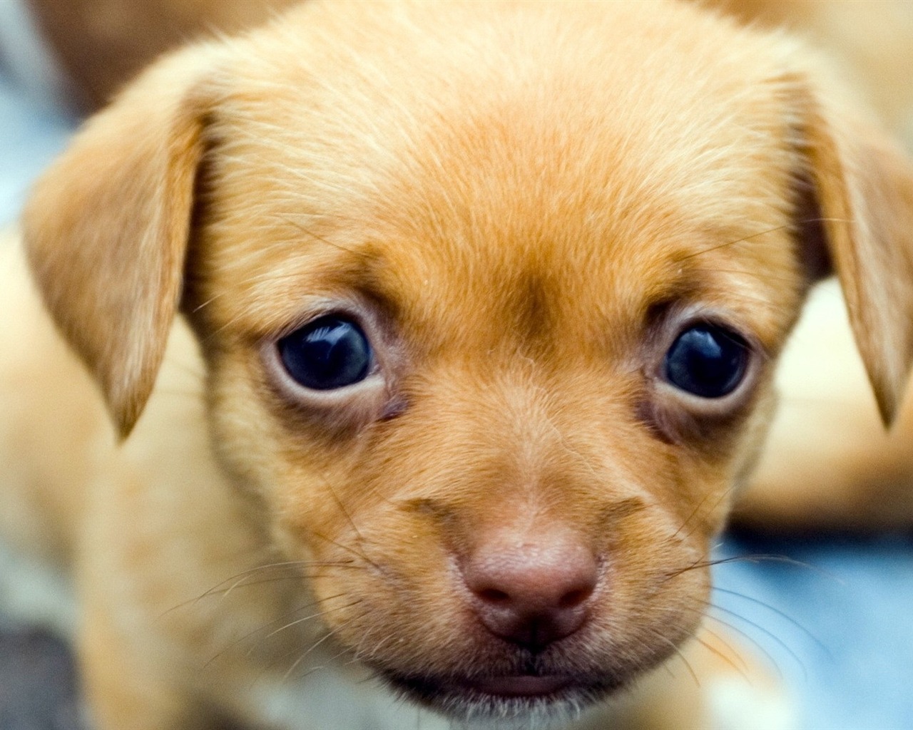 Sad Puppy Wallpaper Is My Pet Sad?