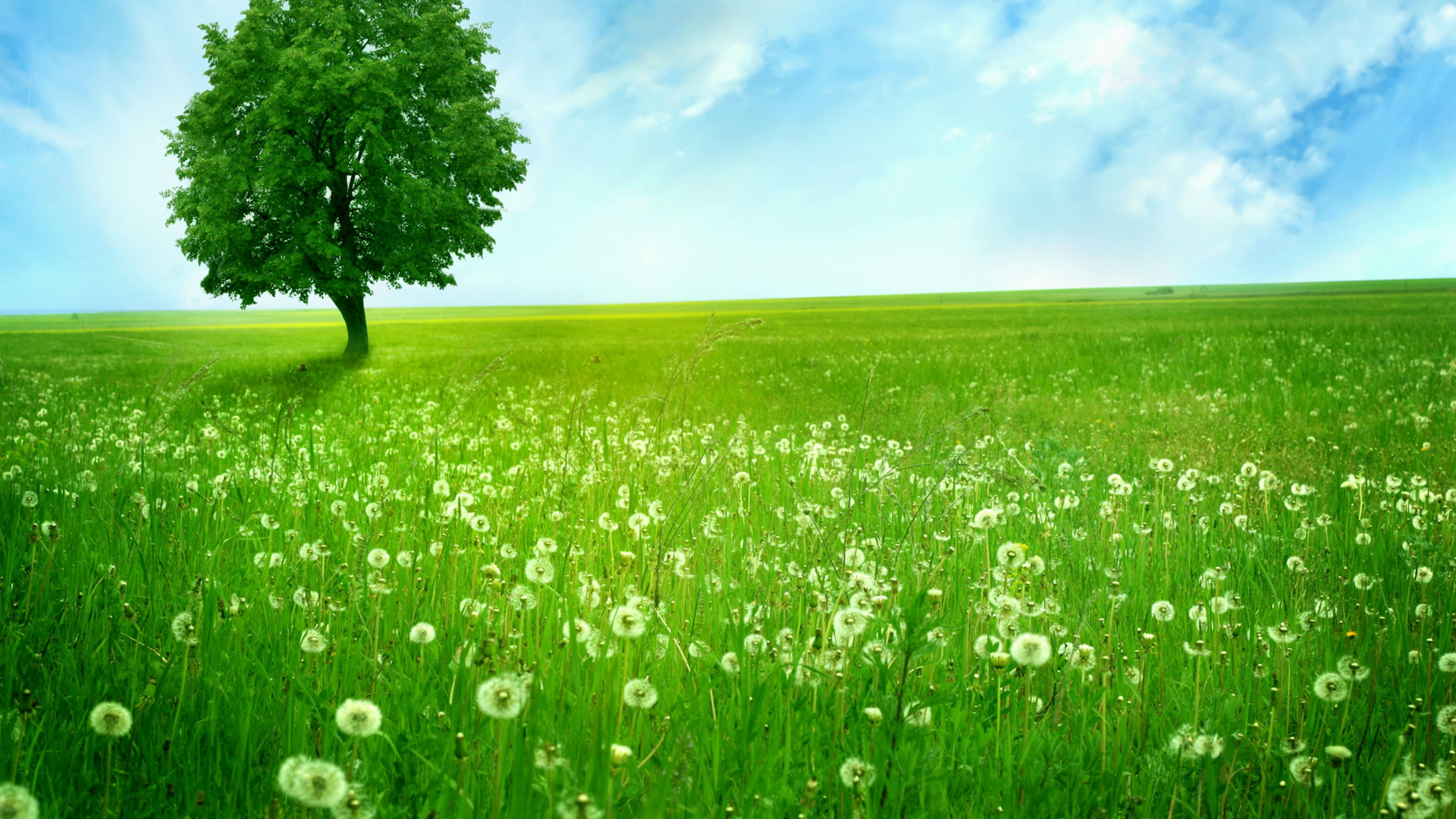 Green Tree on Green Grass Field Under Blue Sky - KDE Store