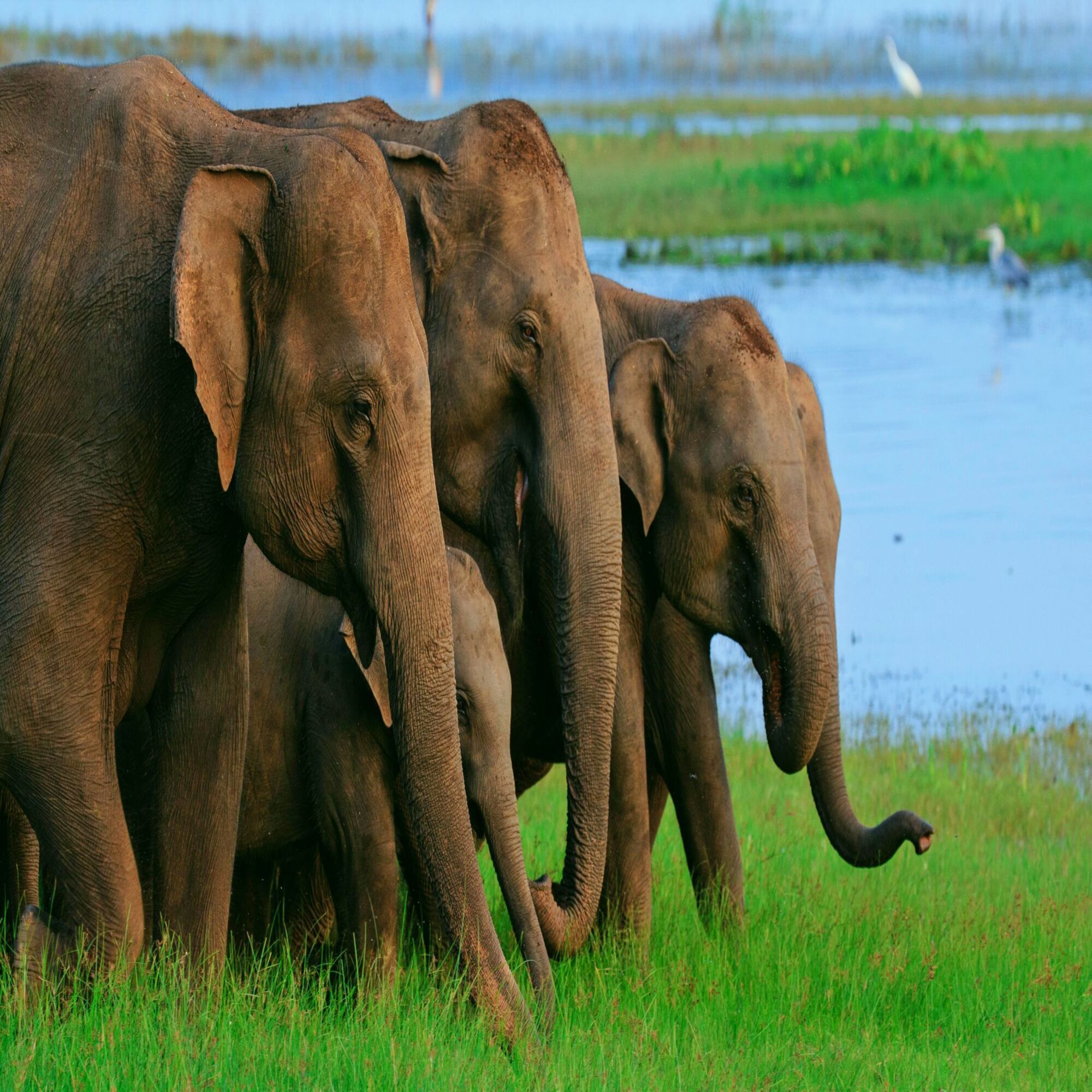 Families In The Wild Elephant