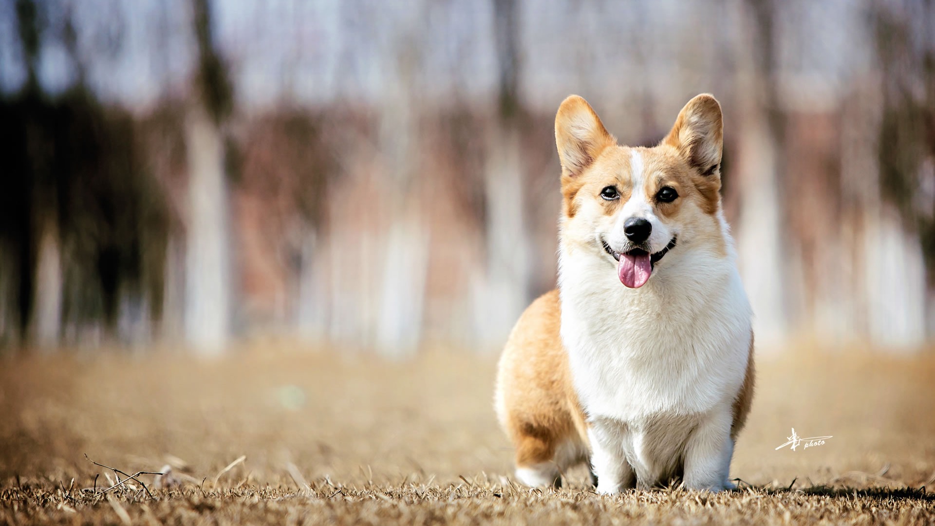 Corgi Puppies Wallpaper Hd