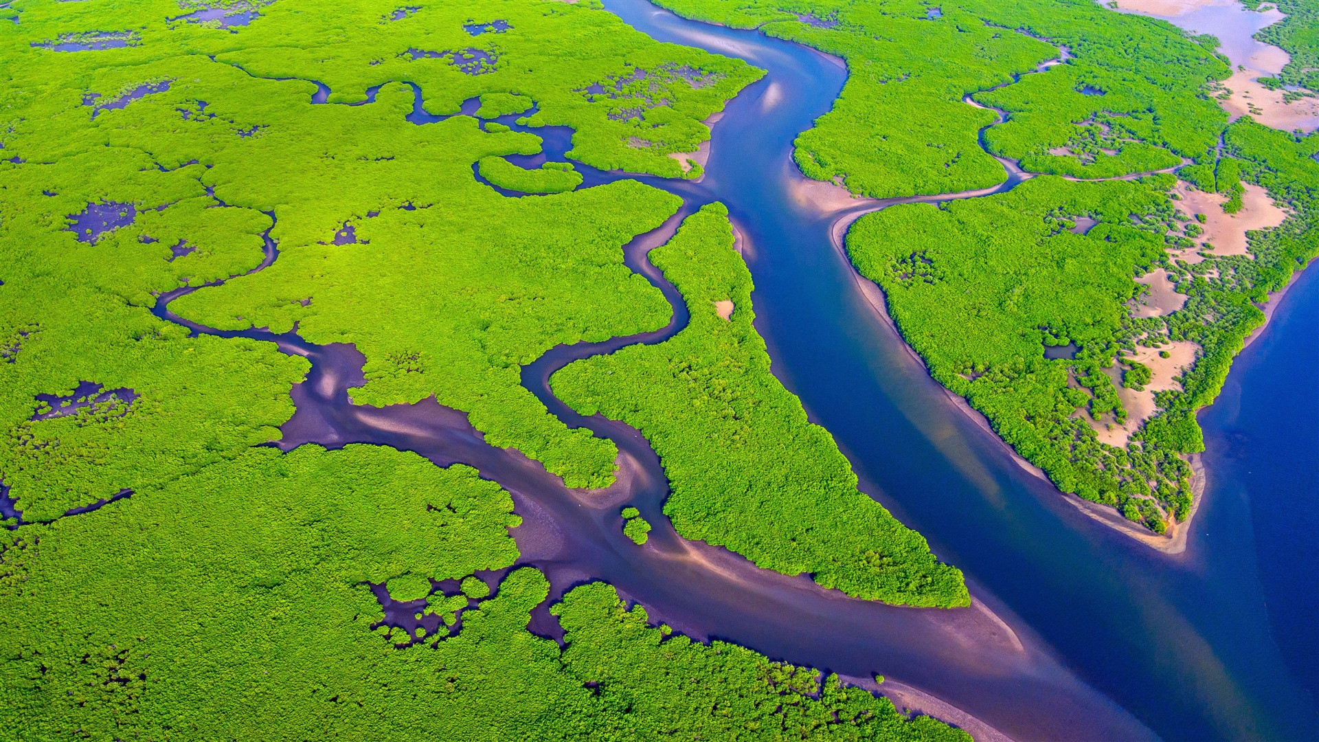 Amazon River Wallpaper