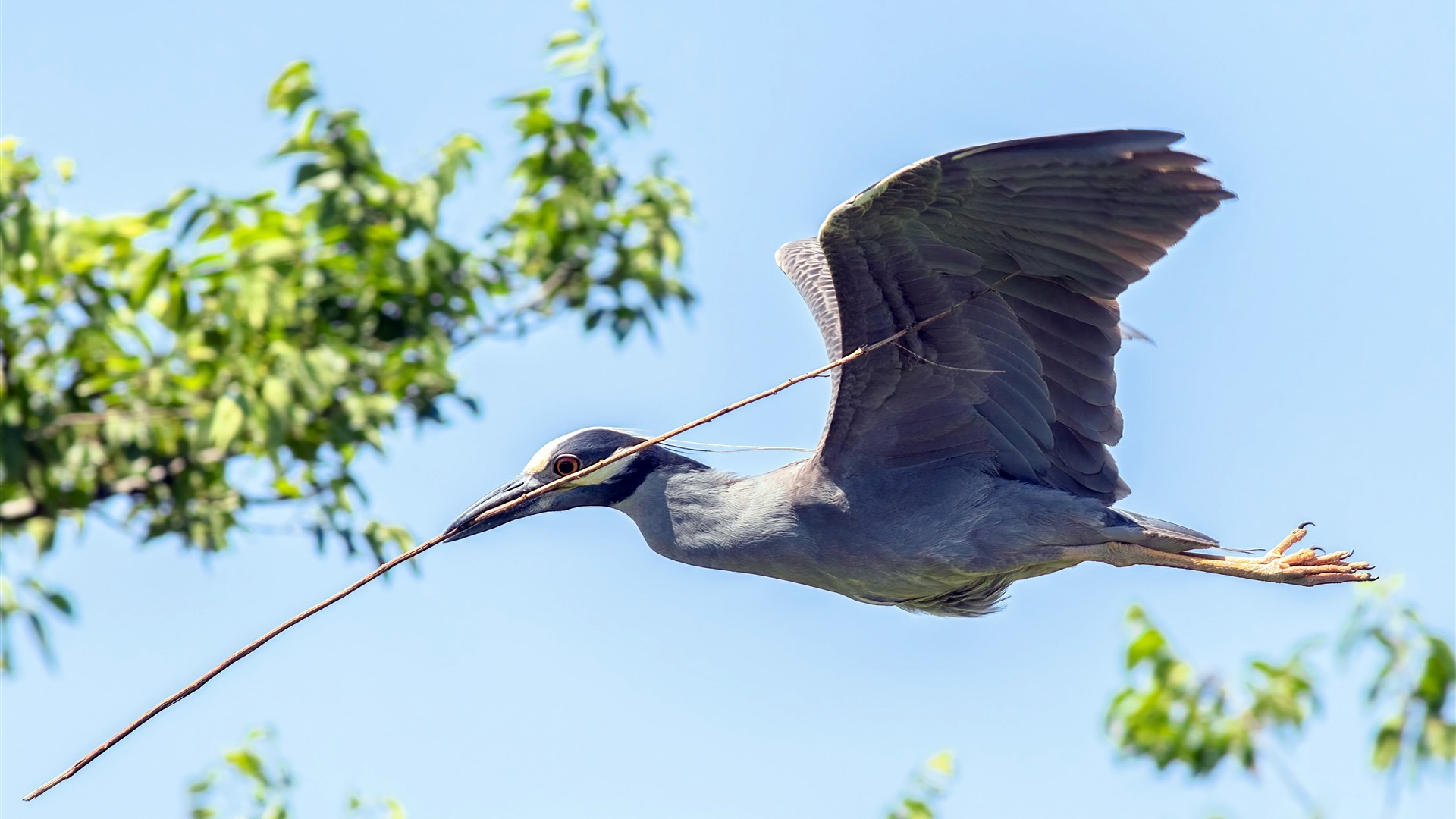 Fly Bird Plant Park Ocean City - KDE Store