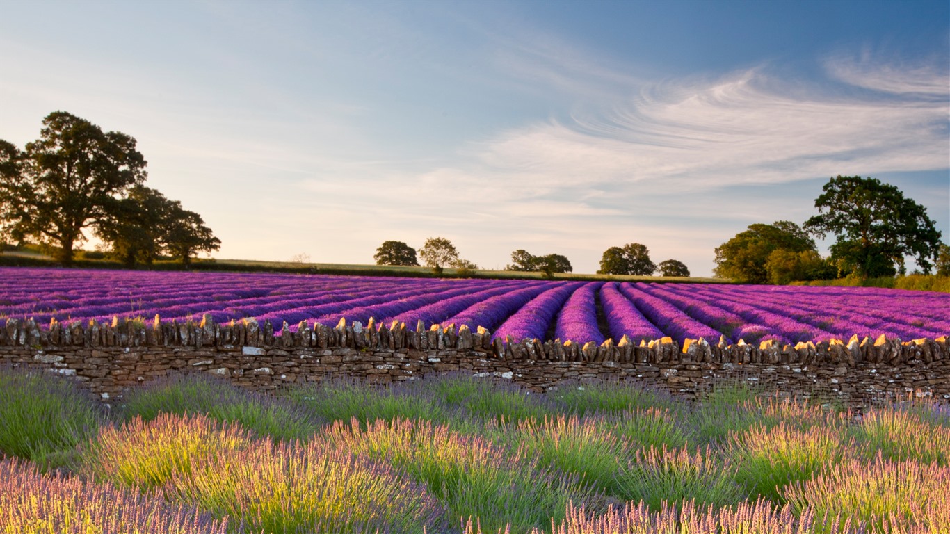 Purple Lavender fields Somerset UK Bing 4K - KDE Store