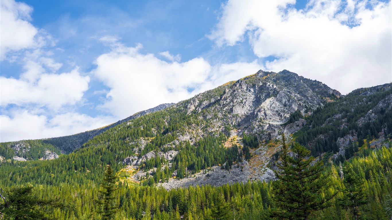 High pines Rocky Mountain Forest Summer White .. - KDE Store