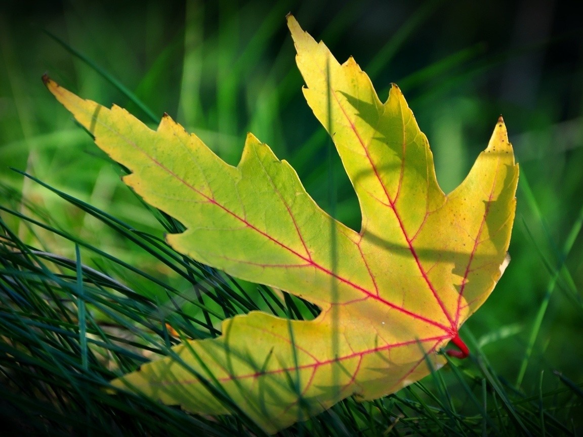 maple leaf - KDE Store