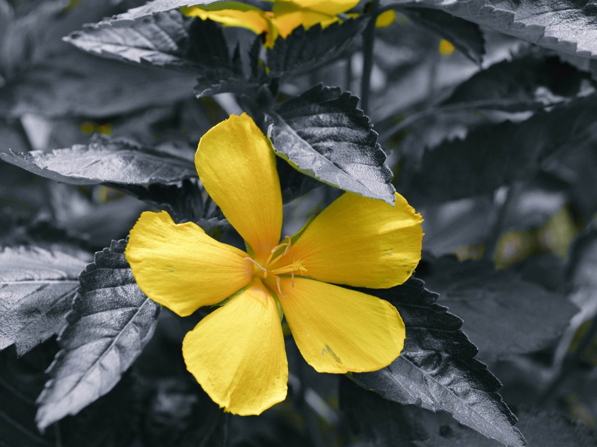 yellow flower macro - KDE Store
