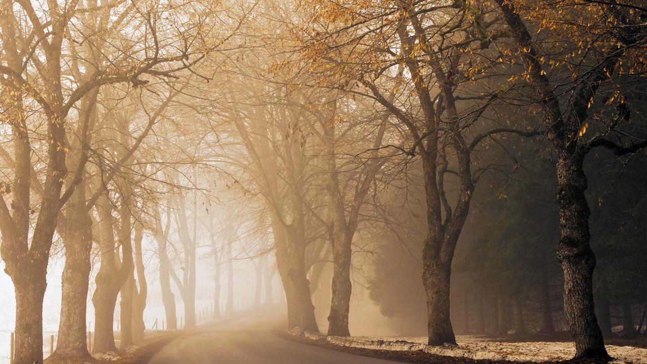 Alley with trees - KDE Store