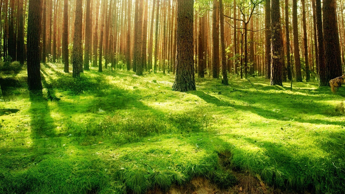 Sunshine through Forest HD - KDE Store