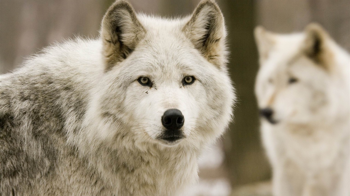 white wolves-Animal wallpaper - KDE Store