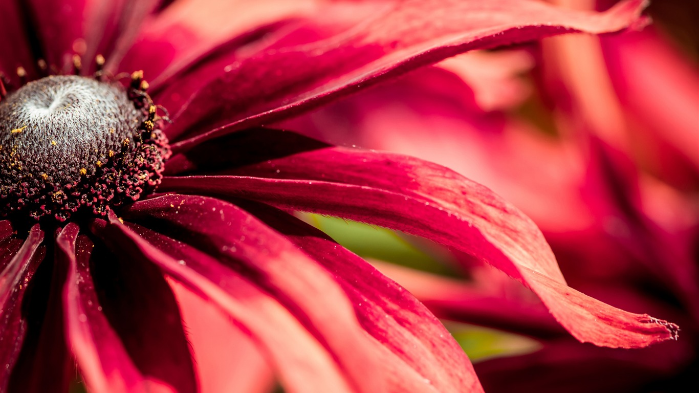red rudbeckia close up-Photo HD Wallpapers - KDE Store