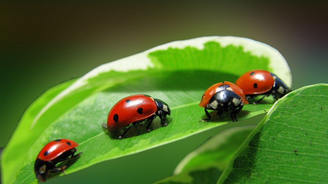 red ladybug leaves-Photography HD wallpaper - KDE Store