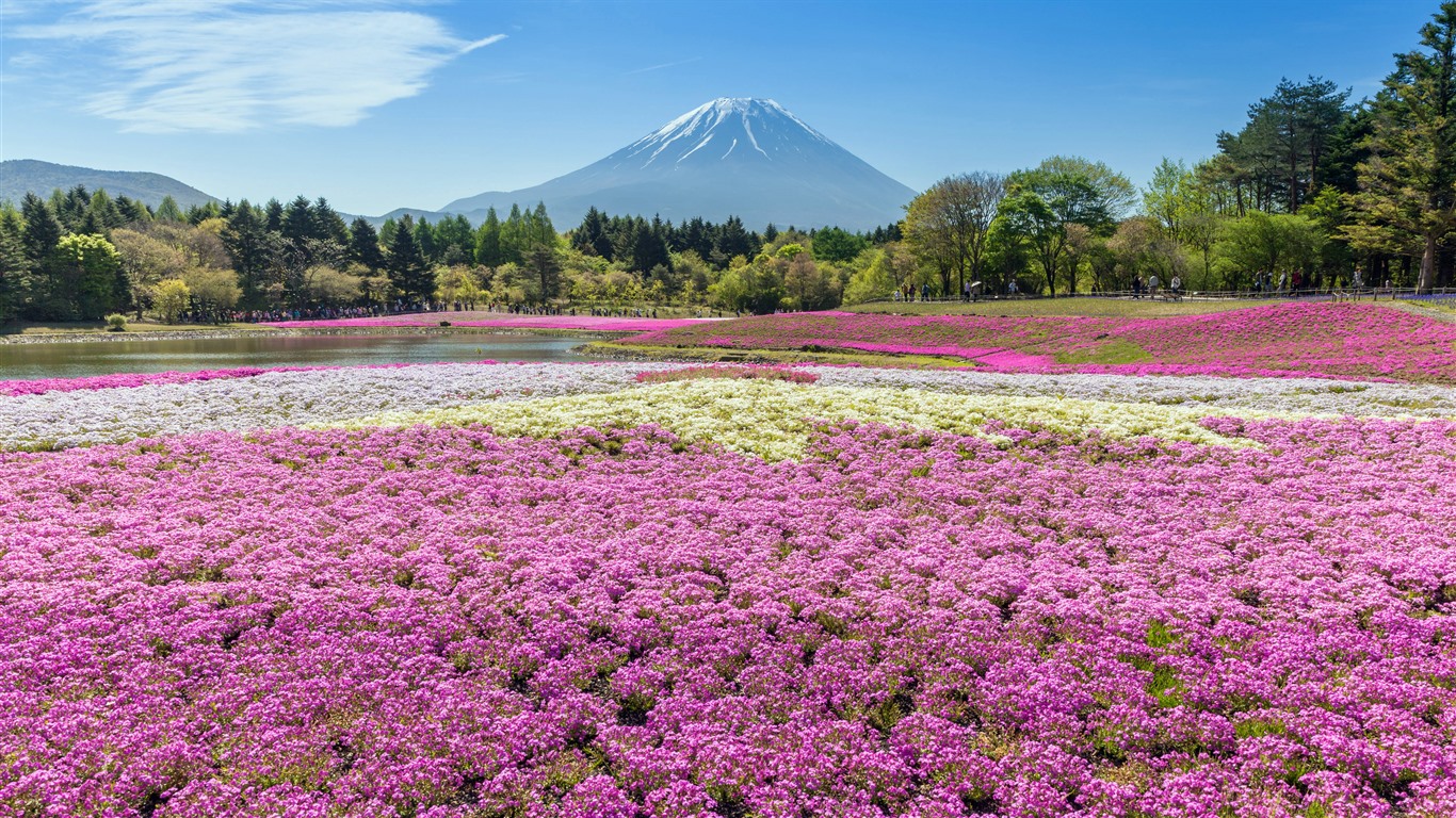 Mount Fuji Flower Bed Japan Purple Spring - KDE Store