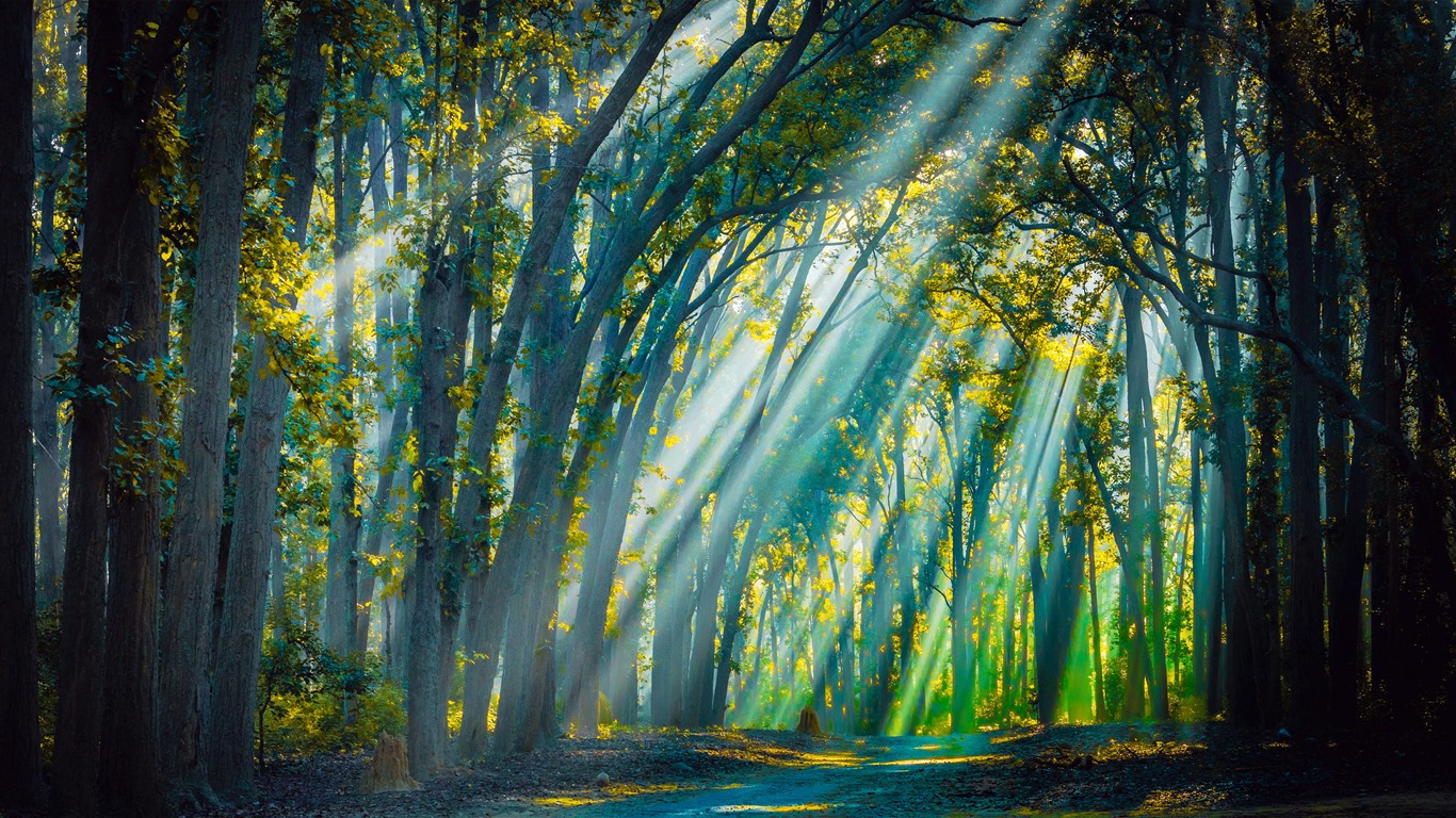 Sun Rays Jim Corbett National Park 2023 Bing - KDE Store