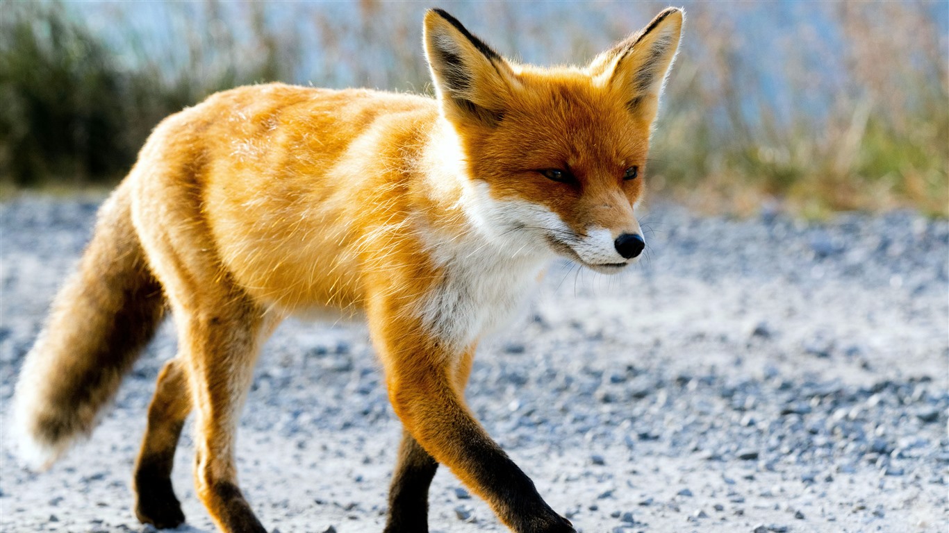 Foxes Wild Animals Wallpaper