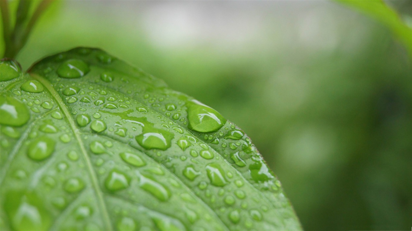 after rain-Fresh nature green plants wallpaper - KDE Store