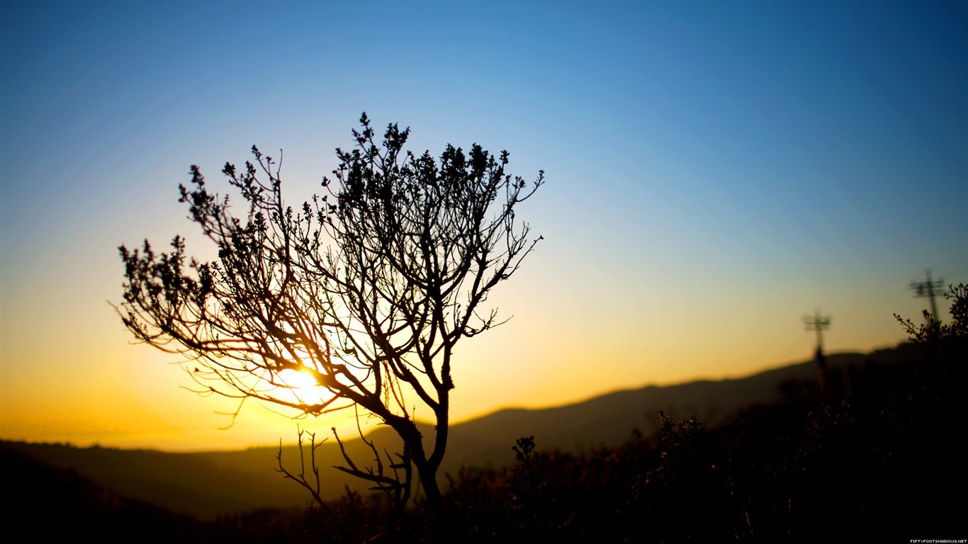 The tree in the sunset-Nature Photography Wall.. - KDE Store