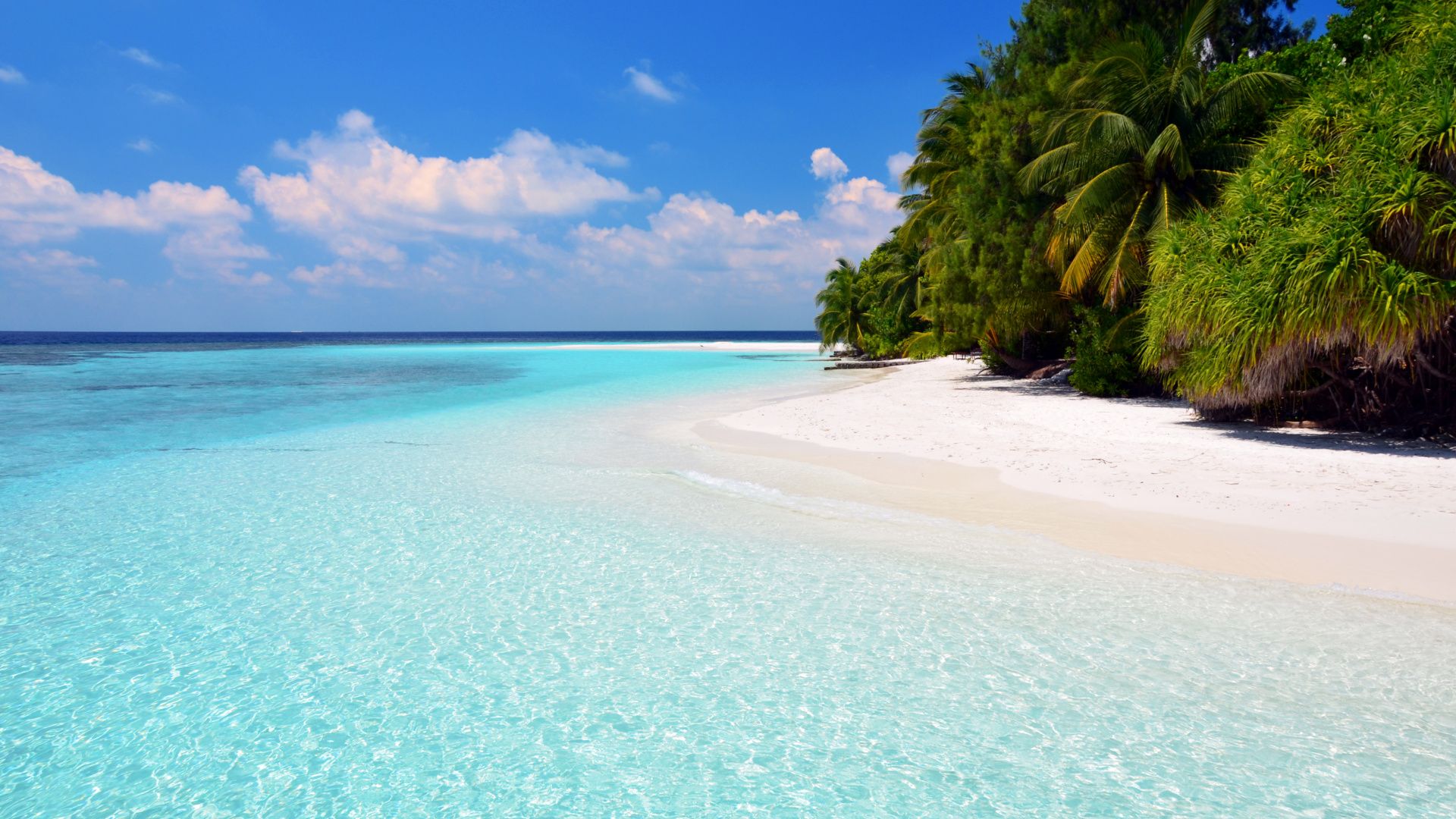 Green Palm Tree on White Sand Beach - KDE Store