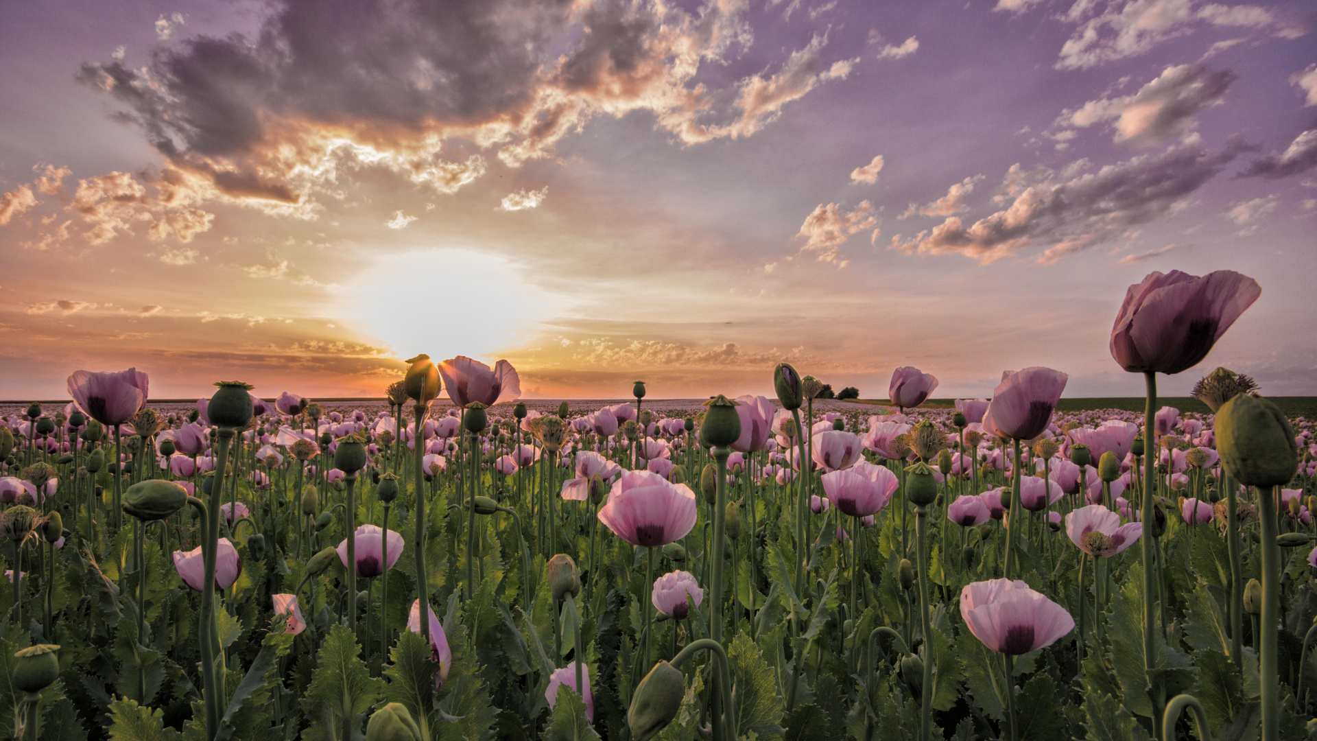 Purple Flower Field Under Cloudy Sky - KDE Store