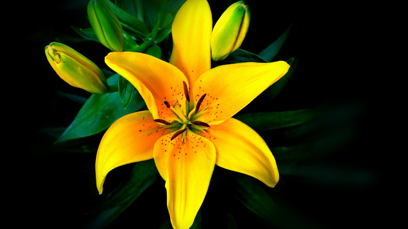 Yellow lilies Macro 2020 Nature Plant HD Photo - KDE Store