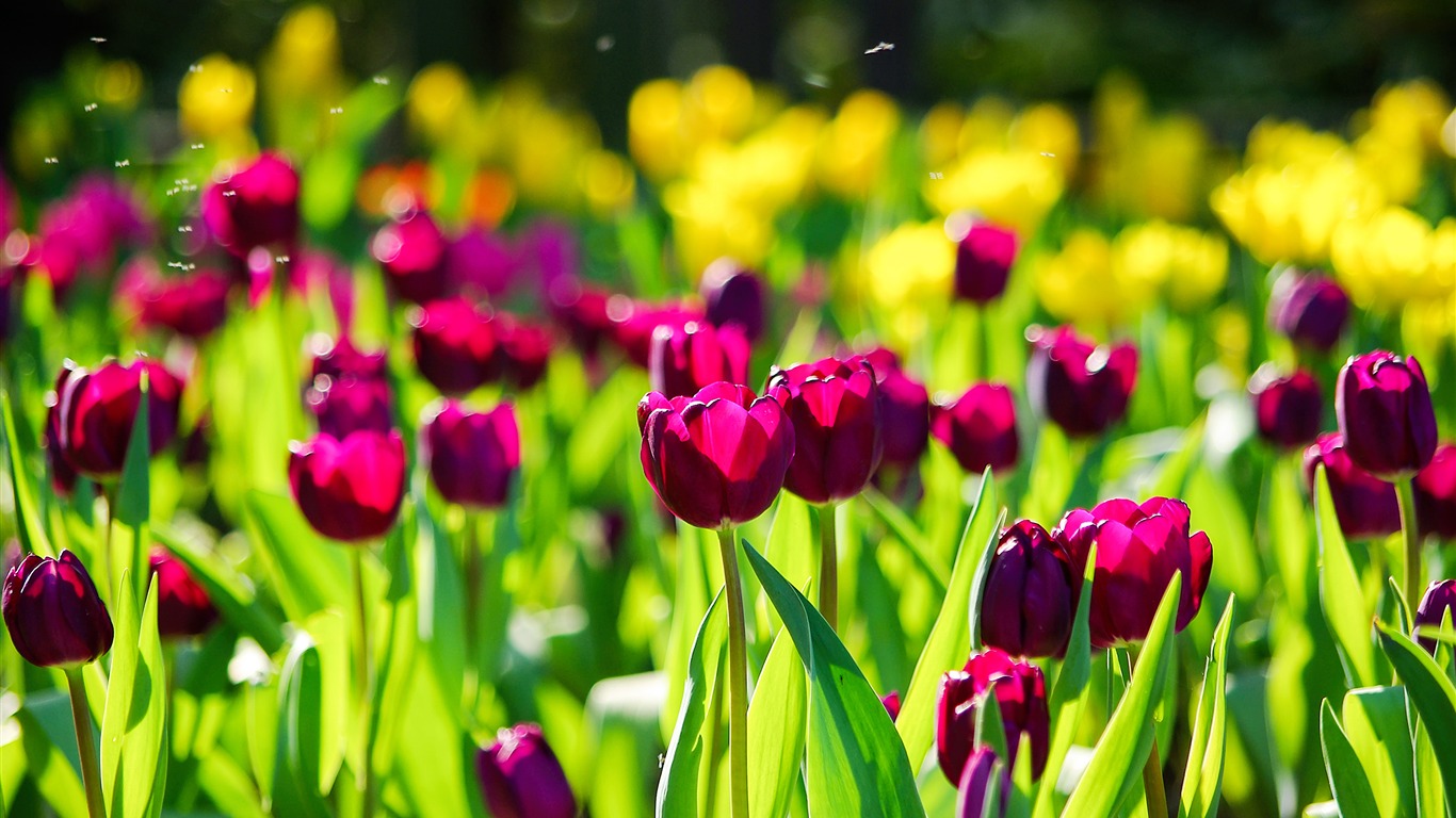 Purple Romantic Tulips 2019 Nature Flower Phot.. - KDE Store