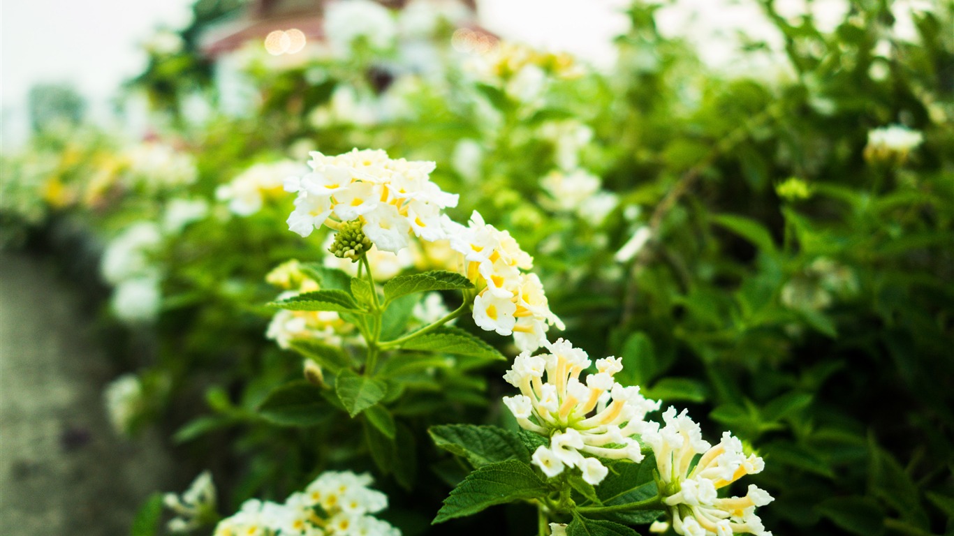 White Botany Flower 2019 Nature Photo - KDE Store