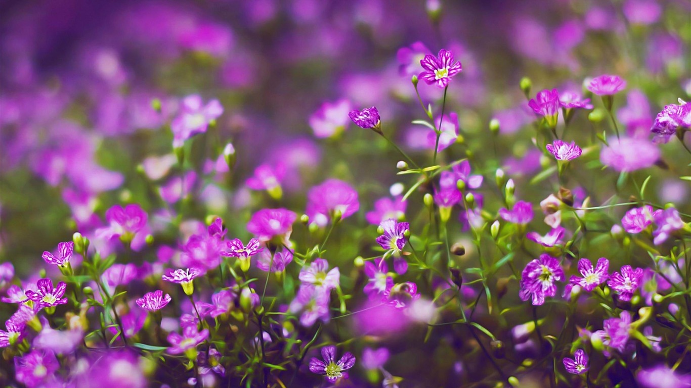 Purple Flowers HD-Nature plant wallpaper - KDE Store