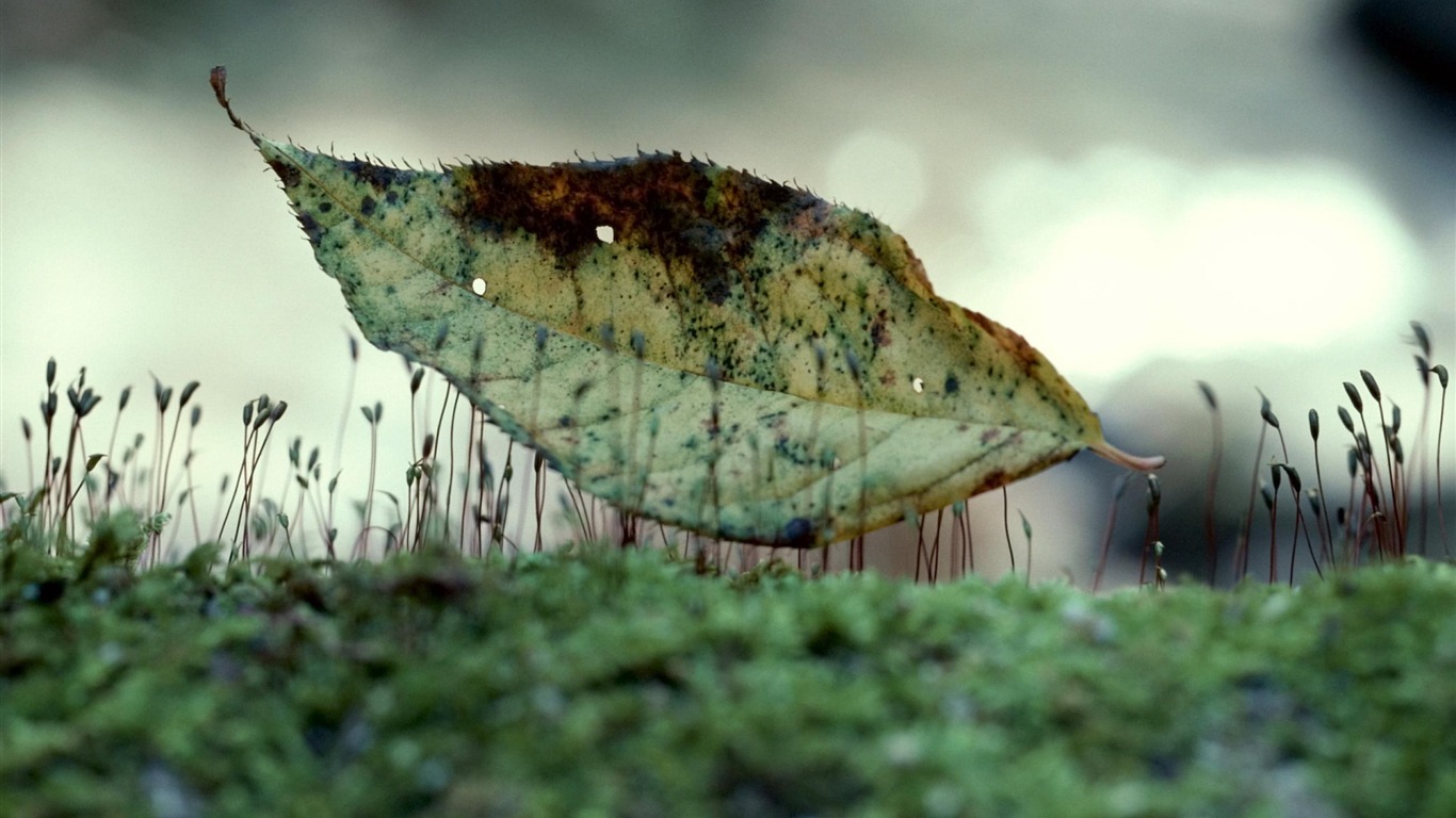 amazing falling leaf-Nature plant wallpaper - KDE Store