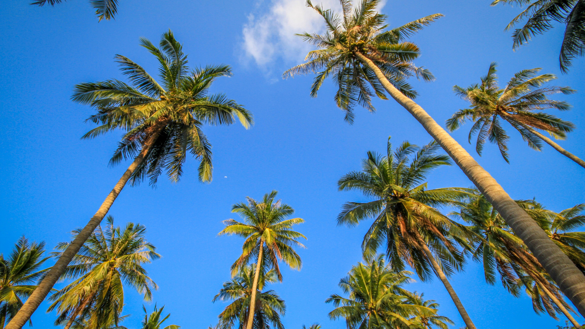 Green Palm Tree Under Blue Sky During Daytime - KDE Store