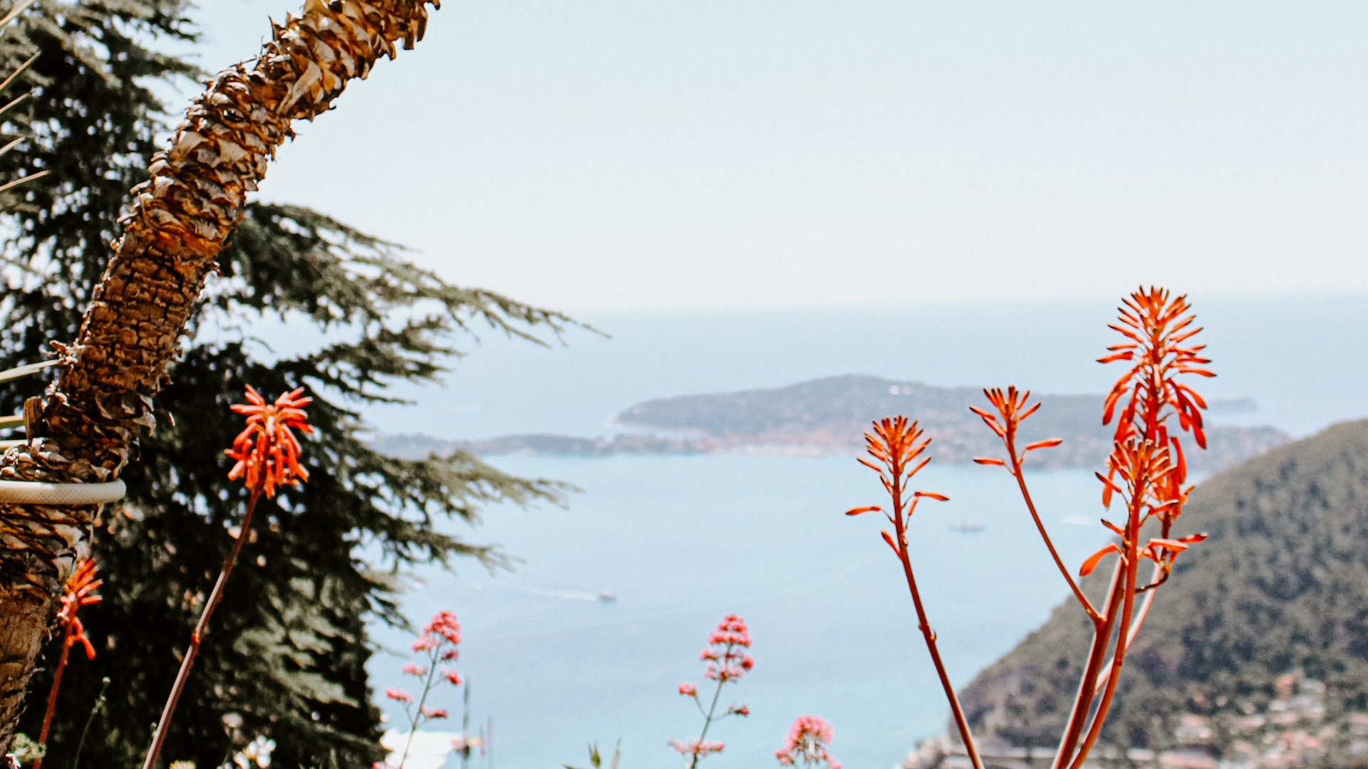 Vegetation Full HD - KDE Store