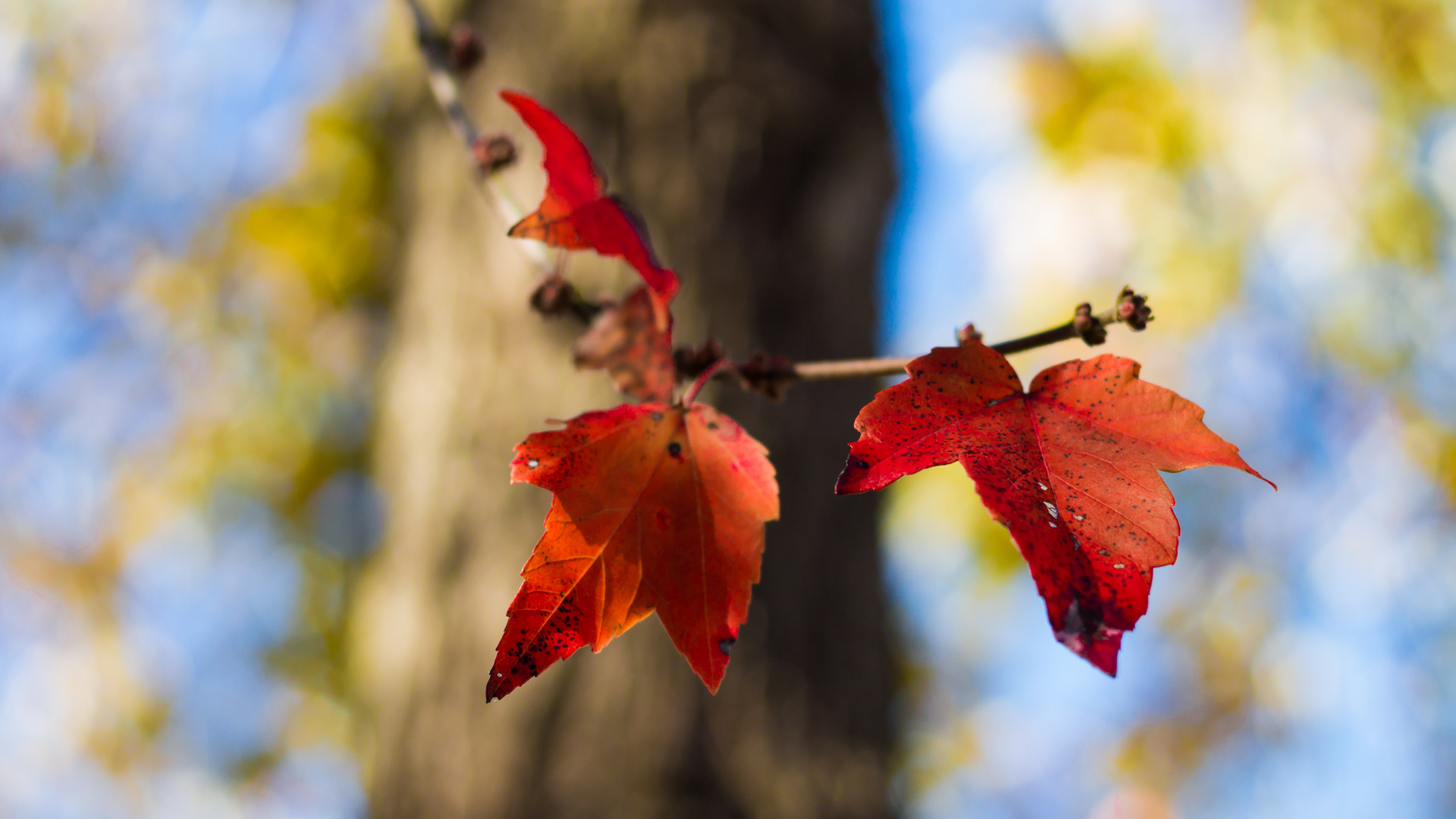 Red Maple Leaf in Tilt Shift Lens Full HD - KDE Store