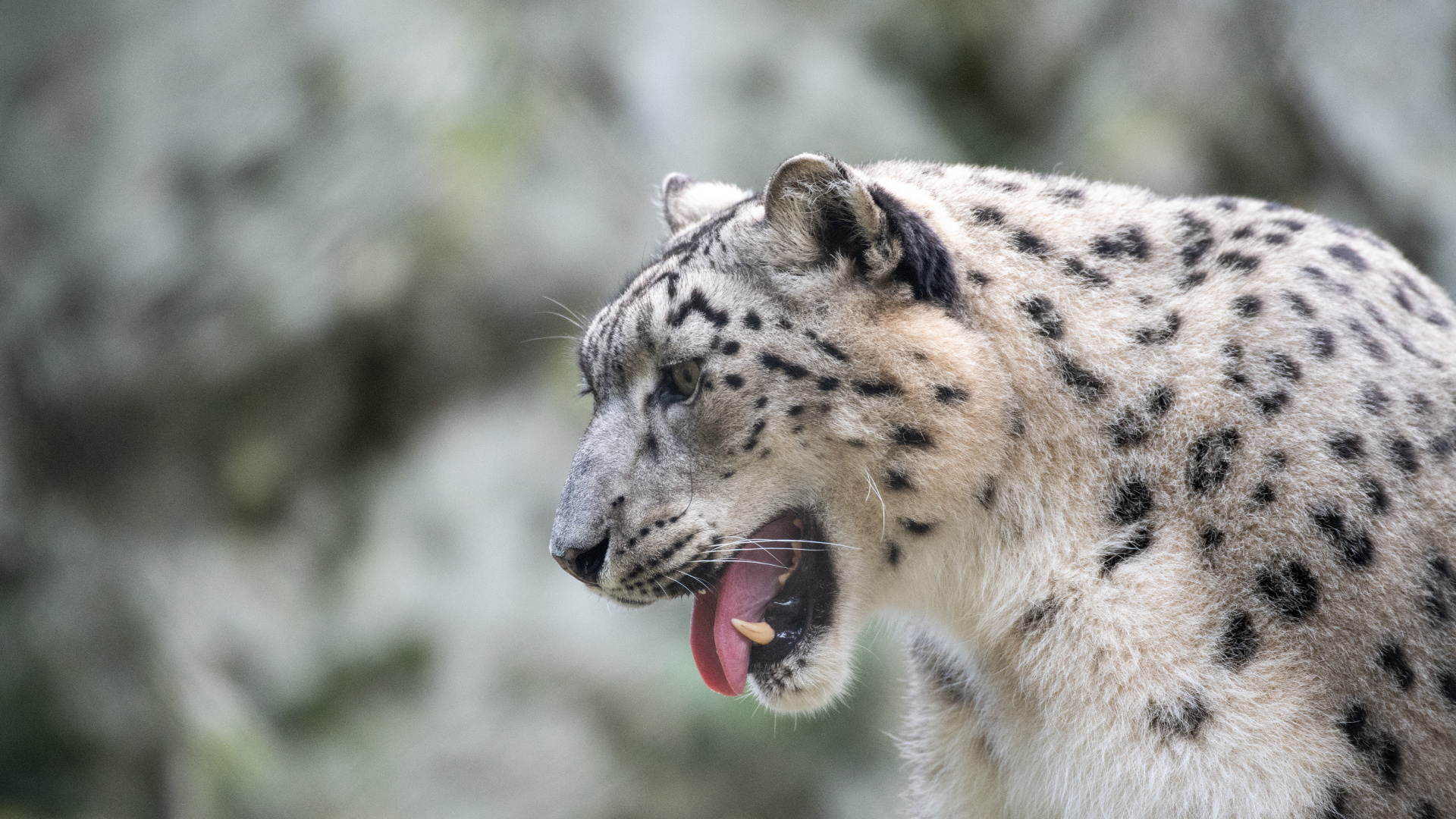 White and Black Leopard on Gray Rock Full HD - KDE Store